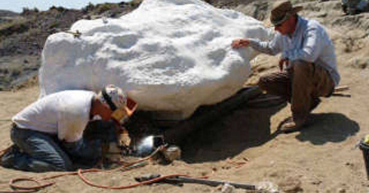 TROVATO IN DAKOTAUN DINOSAURO MUMMIFICATO