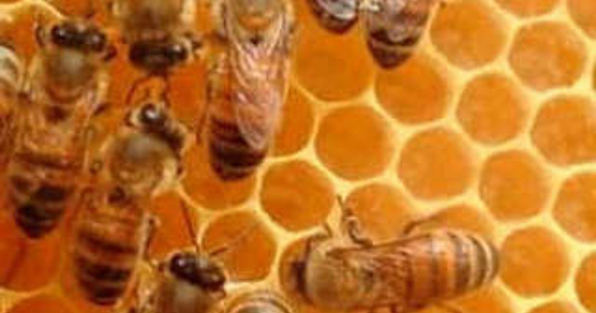 L'ETOLOGO CELLI: ESTINZIONE API SAREBBE CARESTIA MONDIALE