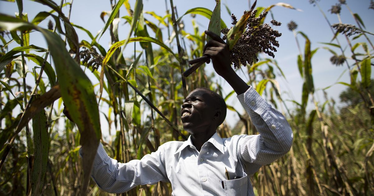 Kenya: economia corre a ritmo del 6%, bene agricoltura e turismo
