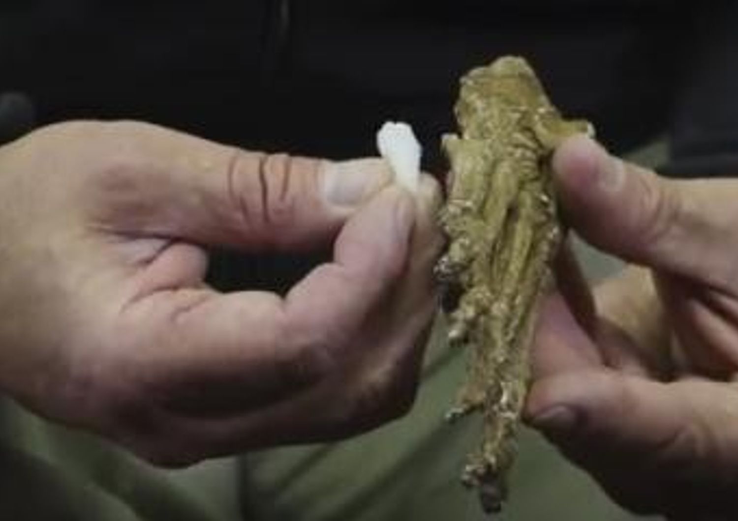 South Africa: earliest evidence of cancer discovered in fossils