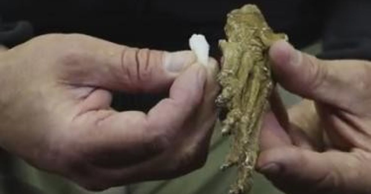 South Africa: earliest evidence of cancer discovered in fossils