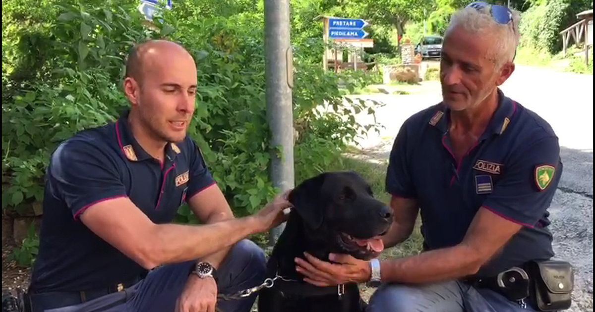 Leo, il cane-eroe che ha salvato la piccola Giorgia