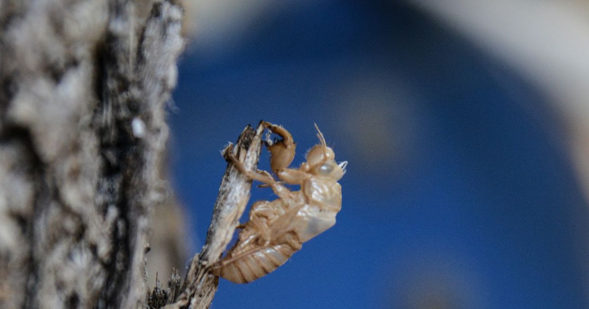 Sentite più cicale? E' perché quest'estate è più calda