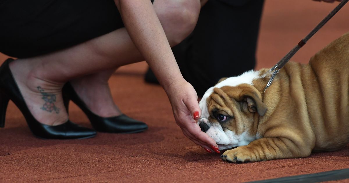 Lo studio che spiega perché i carlini e i bulldog piacciono tanto