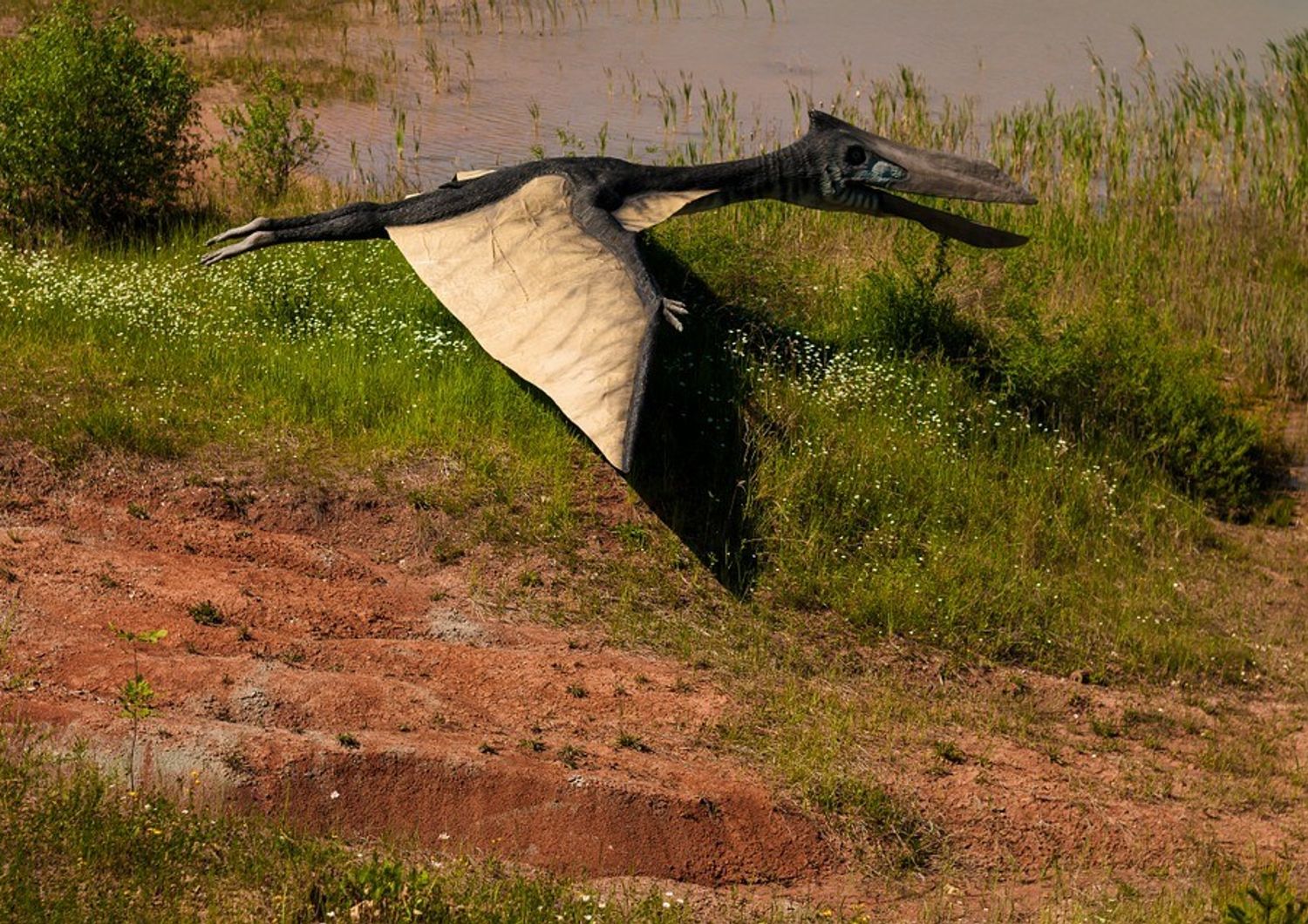 Il pterodattilo più grande del mondo si chiama Dracula (e assomiglia a ...