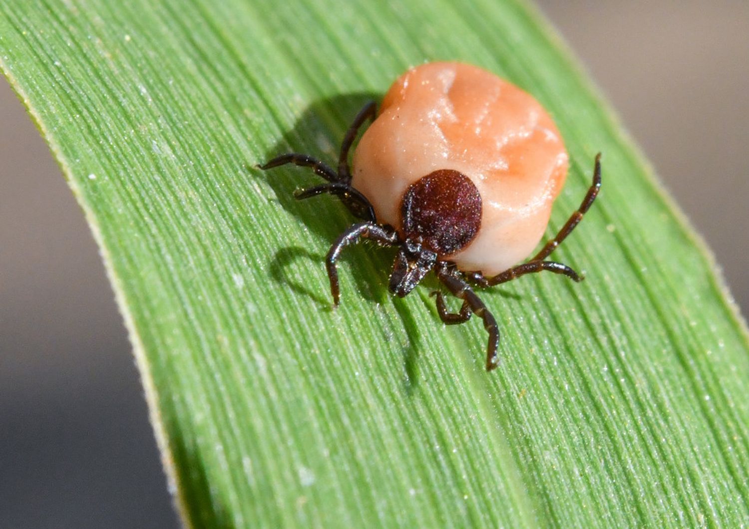 Cosa fare in caso di morso di una zecca (questo è il periodo)