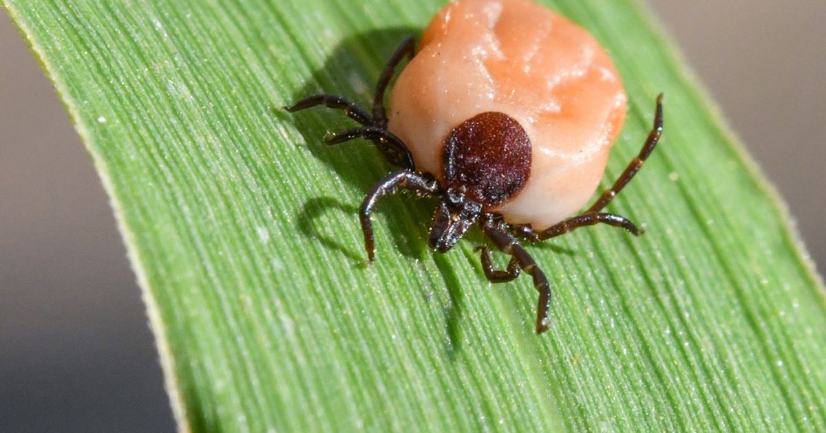 Cosa fare in caso di morso di una zecca (questo è il periodo)