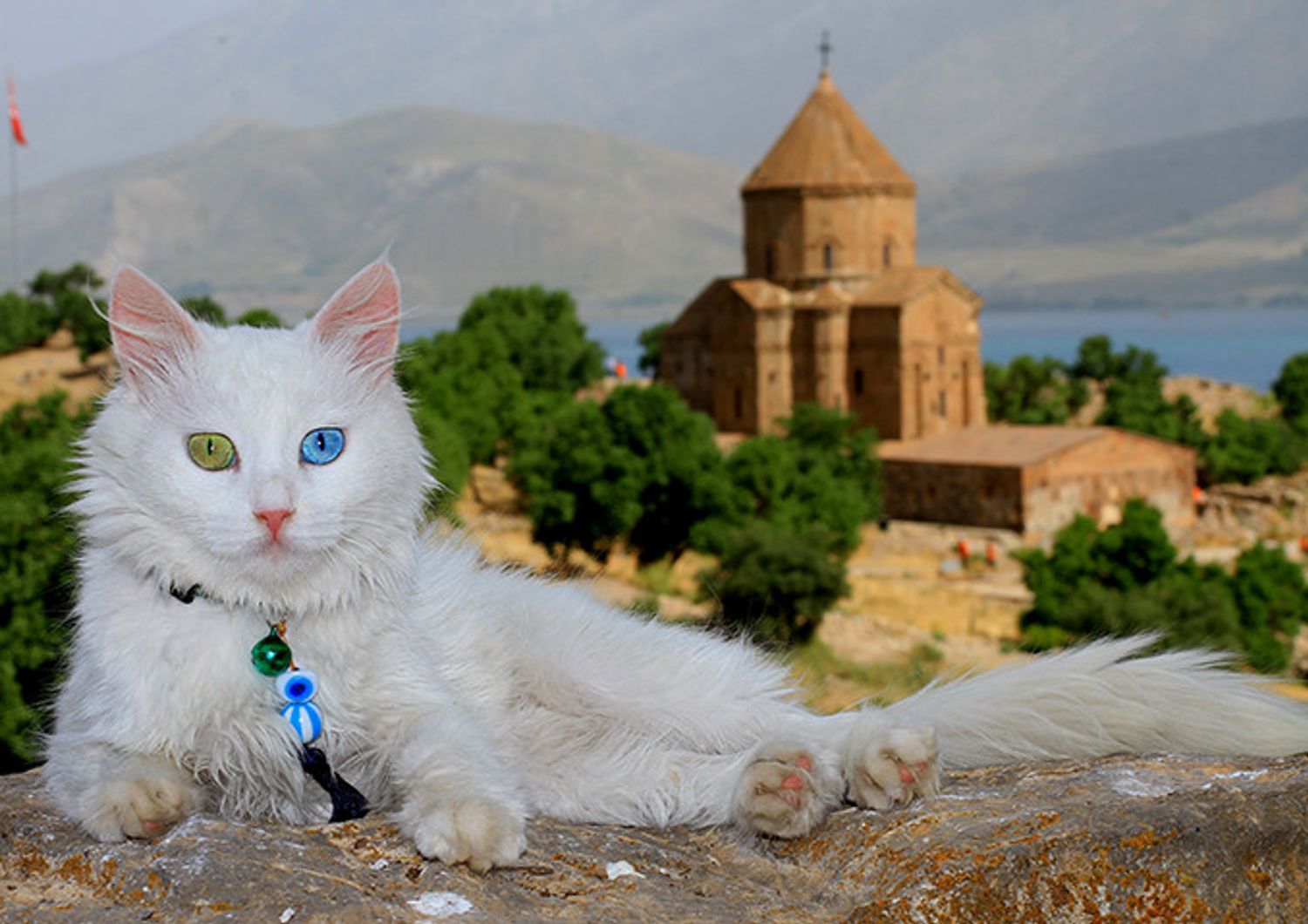 Si chiama Spak il gatto più bello del mondo