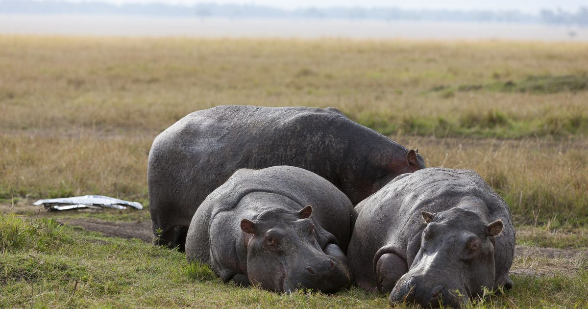 Etiopia: 28 ippopotami trovati morti, probabilmente a causa dell'antrace
