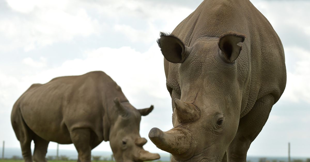 Un nuovo nome per uno dei rinoceronti più rari al mondo
