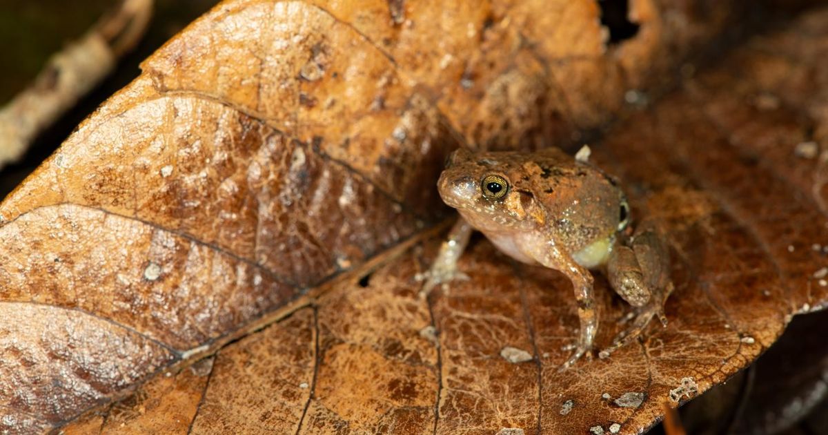 Scoperta una nuova specie di rana diamante in Madagascar