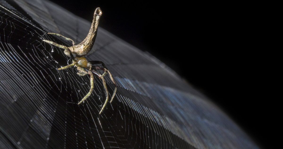 Creata seta di ragno artificiale, 'servirà per vestiti antistrappo'