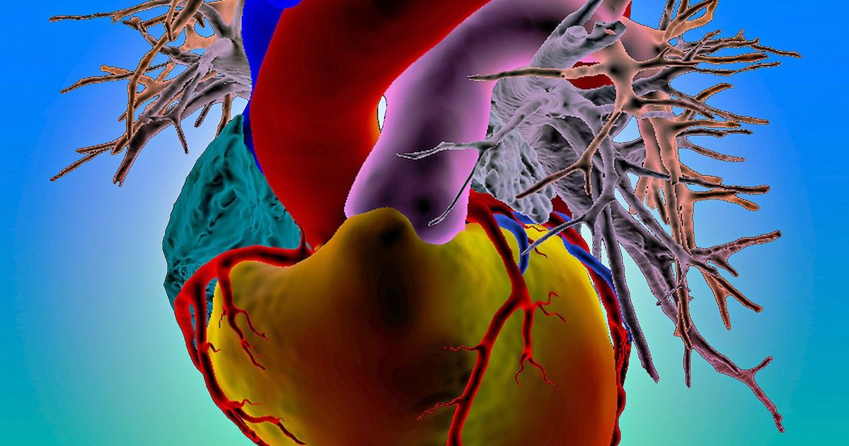 Creato un mini-cuore che batte fino a 100 volte al minuto