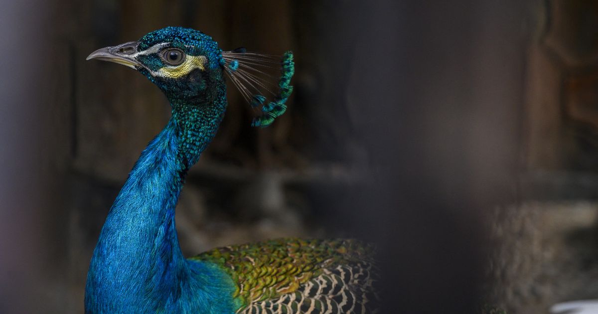 È morto Kevin, il pavone simbolo della pandemia a Londra