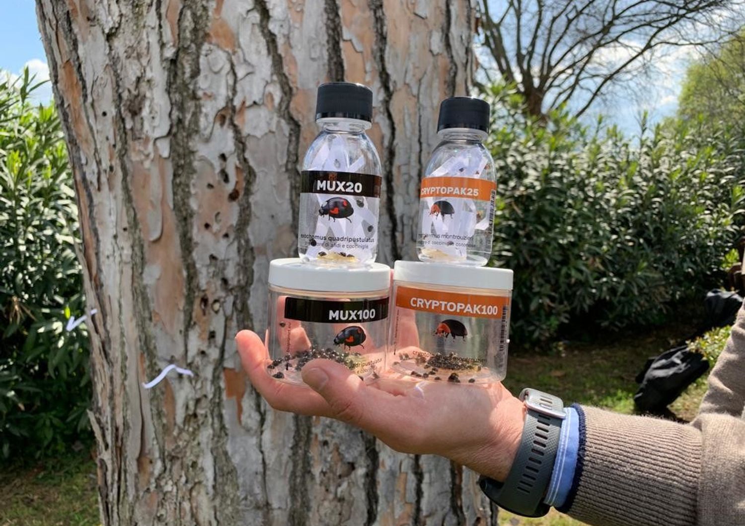 Il 'Coccinella day' per salvare i pini di Roma minacciati da un parassita