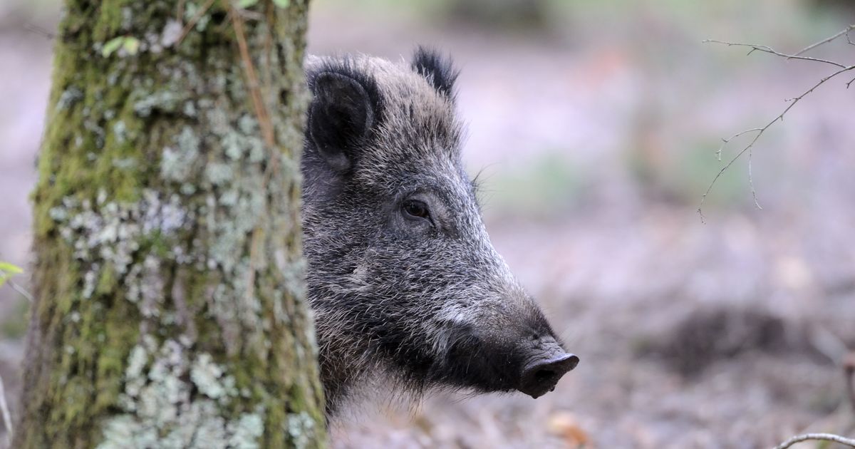 Un cinghiale fa slalom tra le auto a Roma