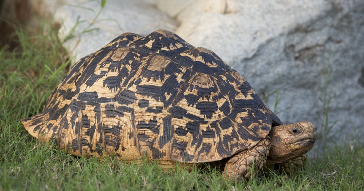 Dallo squalo alla tartaruga, gli animali più longevi