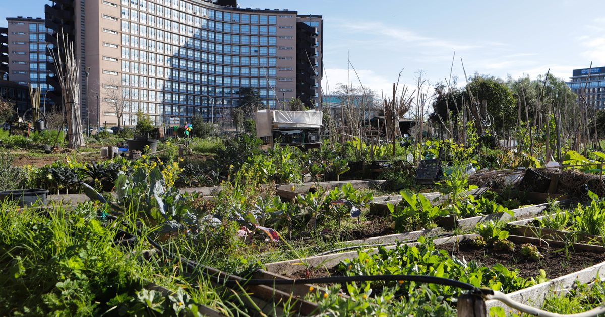 Orti urbani: il gemellaggio Roma-Barranquilla