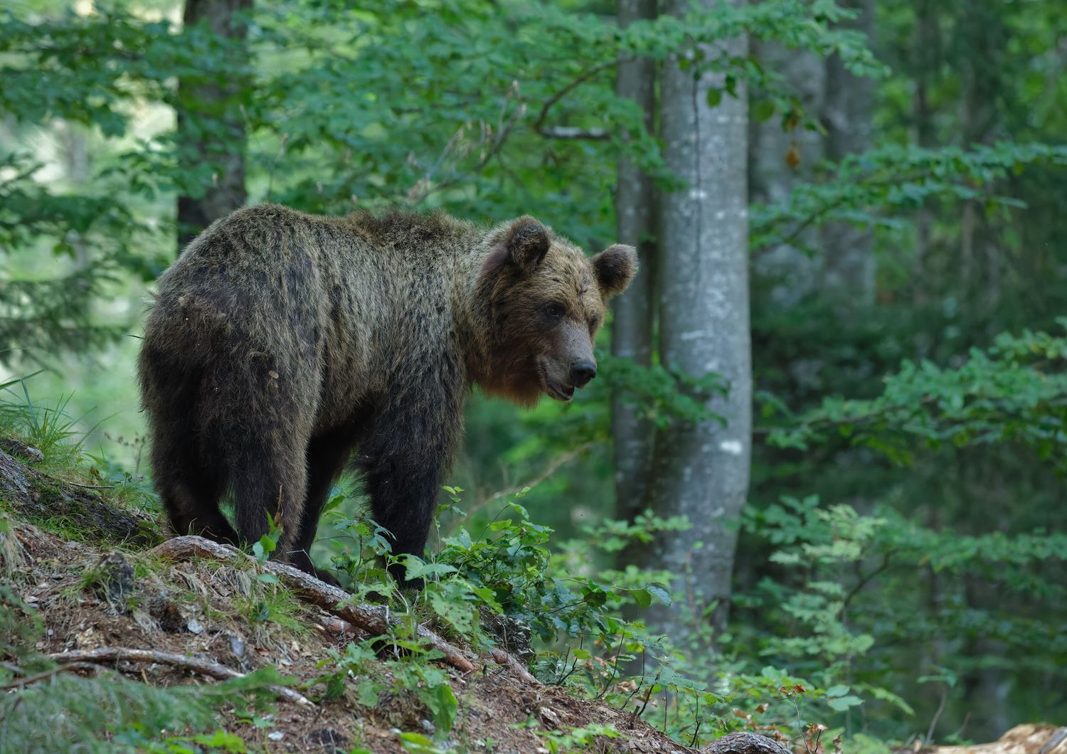 Un escursionista è stato ferito da un orso in Trentino