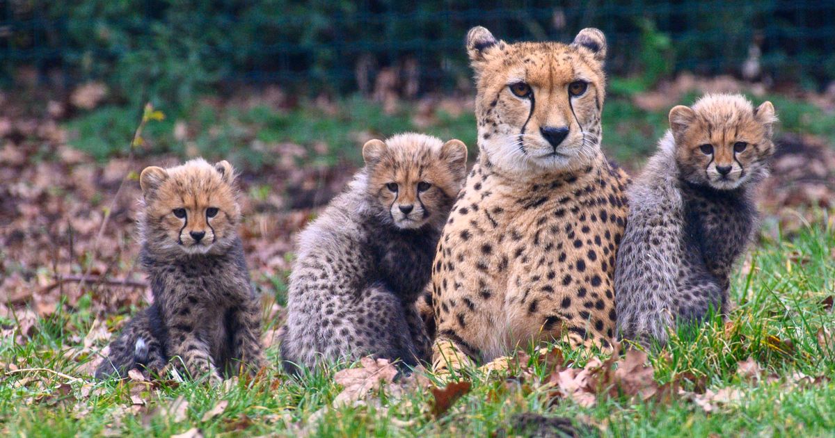 Nati 4 cuccioli di ghepardo in India, esulta il premier