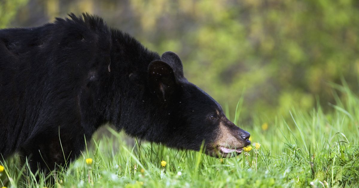 Dopo l'esito del Dna al via la caccia all'orso che ha ucciso Andrea Papi