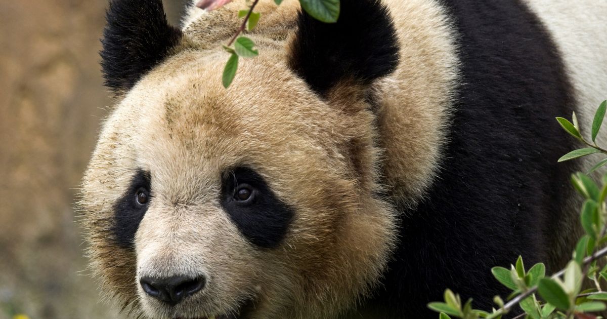 La Finlandia rimanda indietro 2 panda, è troppo caro mantenerli