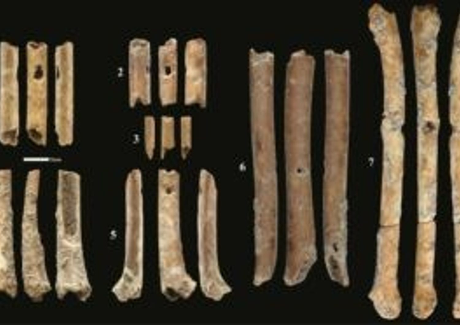 Trovati sette strumenti a fiato di 12 mila anni