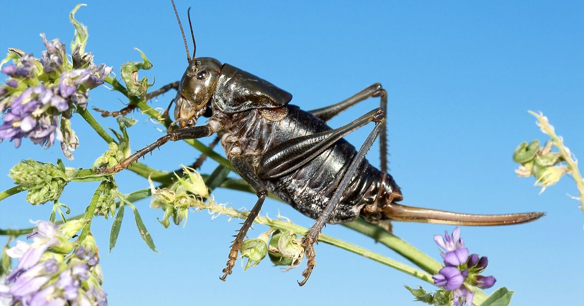 La spaventosa invasione dei grilli mormoni in Nevada