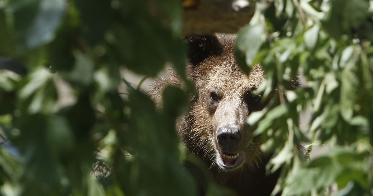 Spray anti-orso al Corpo forestale del Trentino