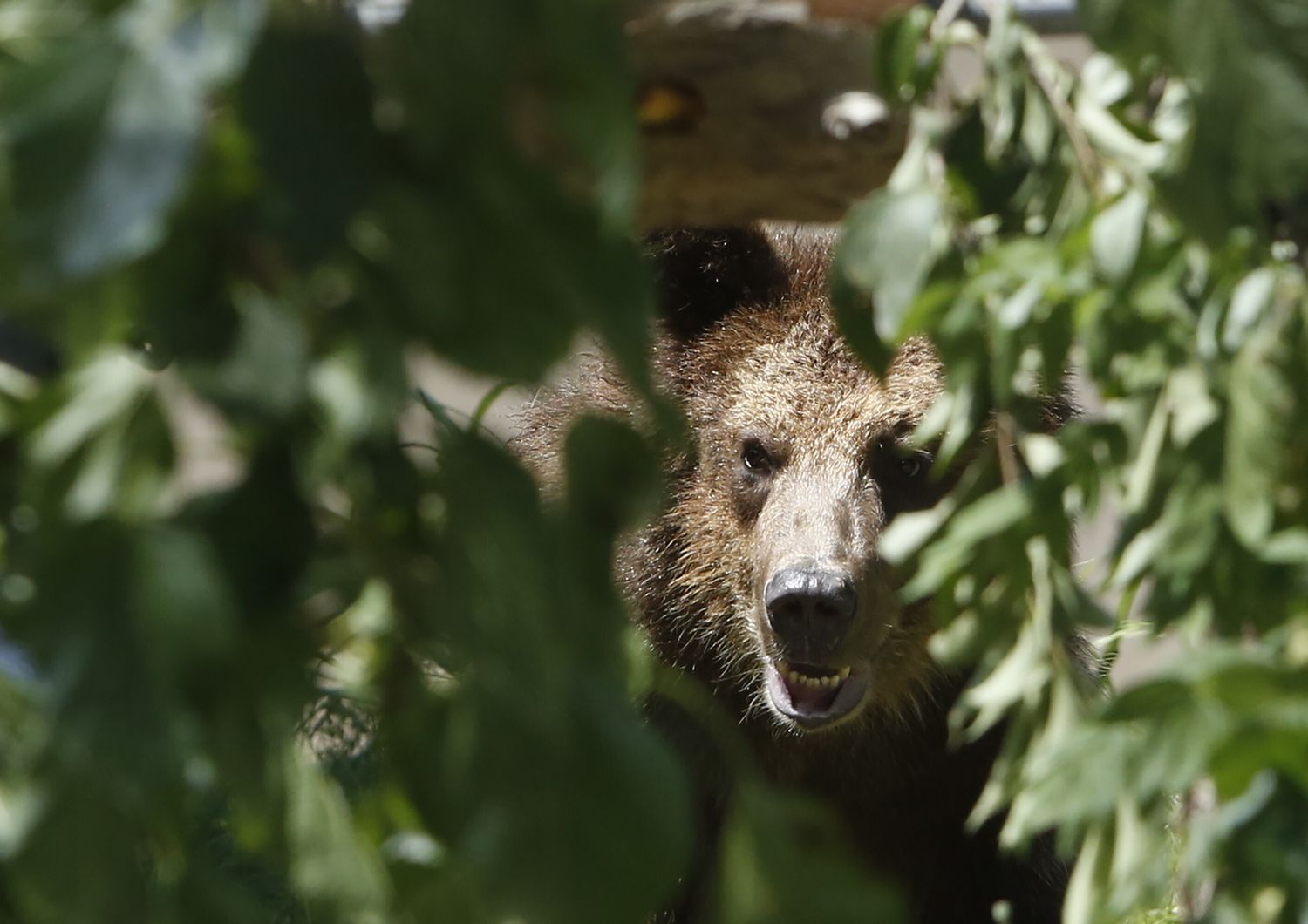 Spray anti-orso al Corpo forestale del Trentino