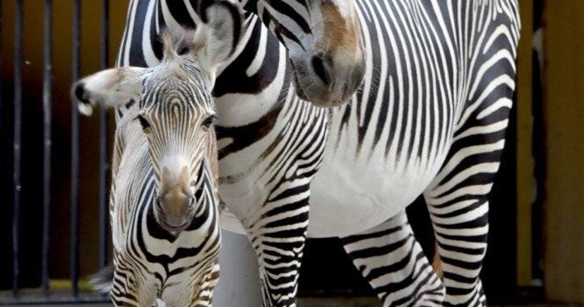 Fiocco rosa al Bioparco di Roma, è nata una zebra a rischio estinzione