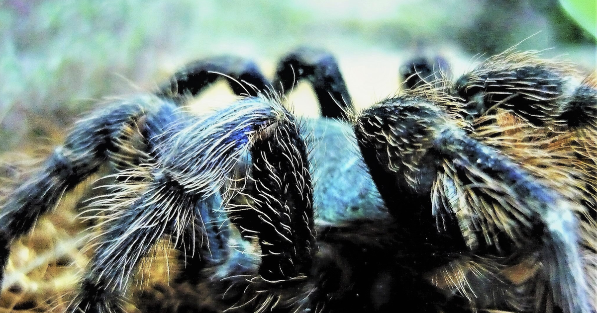 Scoperta una nuova specie di tarantola blu elettrico