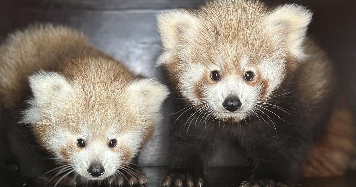 Nello zoo di Dunkerque sono nati due panda rossi