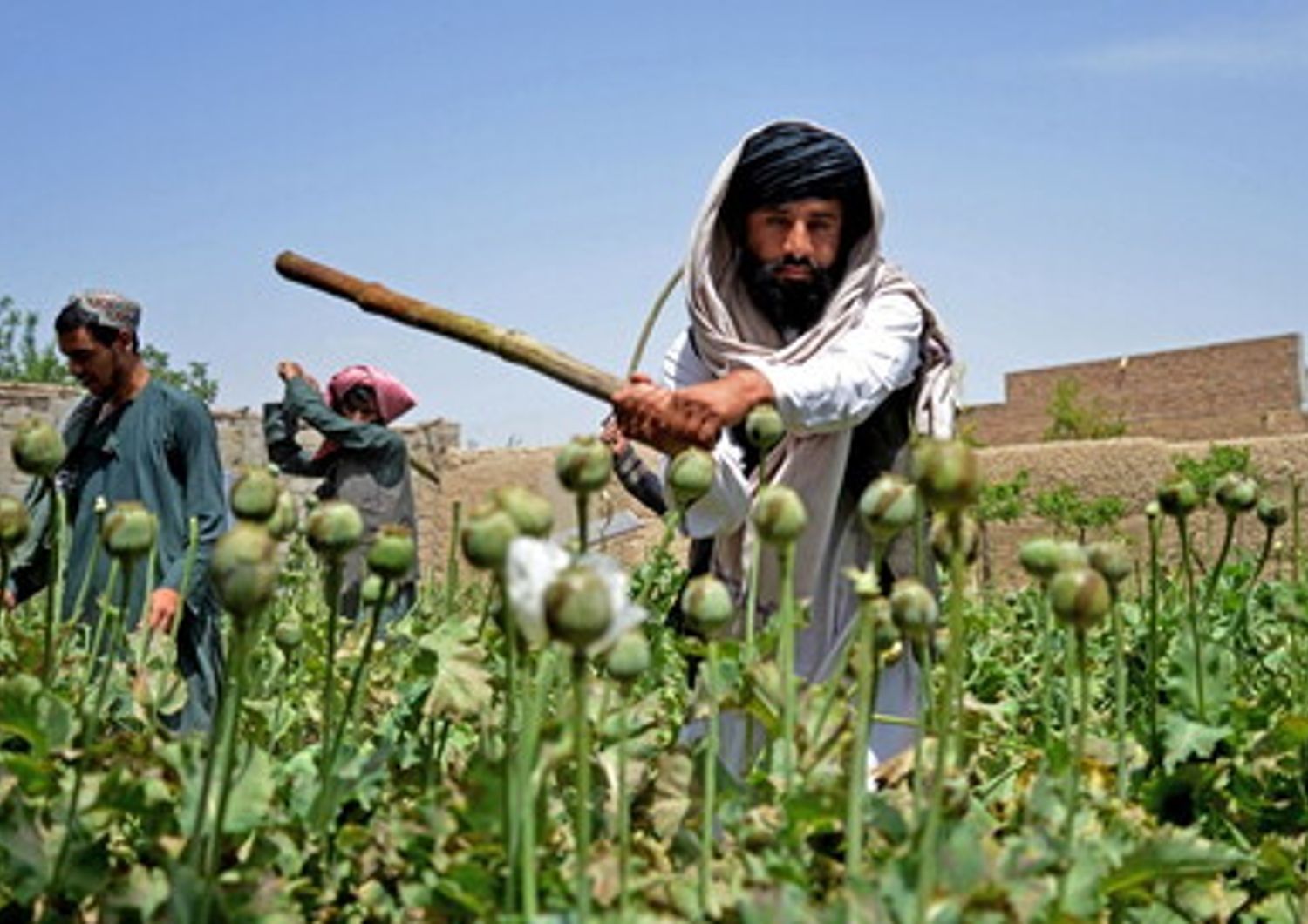 Crolla la produzione di oppio in Afghanistan