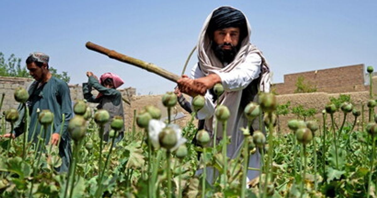 Crolla la produzione di oppio in Afghanistan