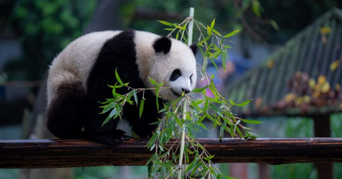 Dietrofront di Pechino sui panda, possono restare negli zoo americani