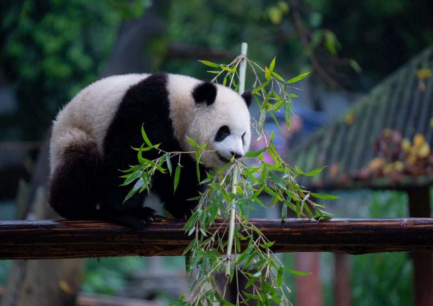 Dietrofront di Pechino sui panda, possono restare negli zoo americani