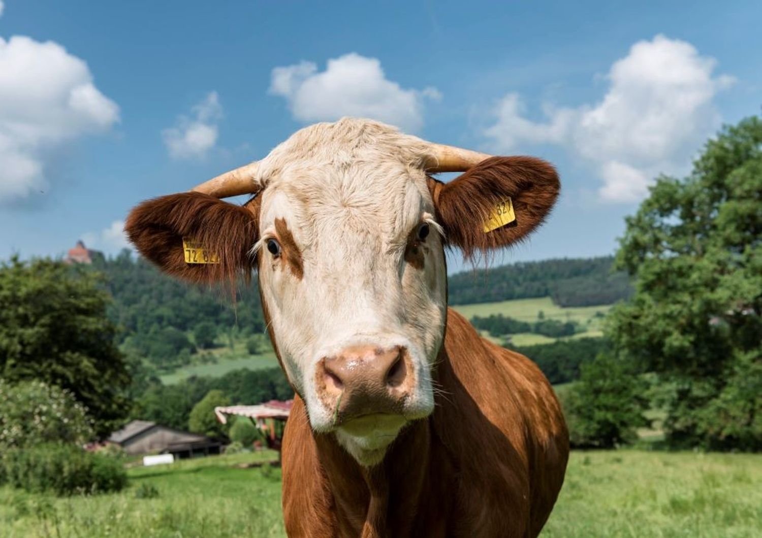 Per combattere lo stress basta coccolare una mucca