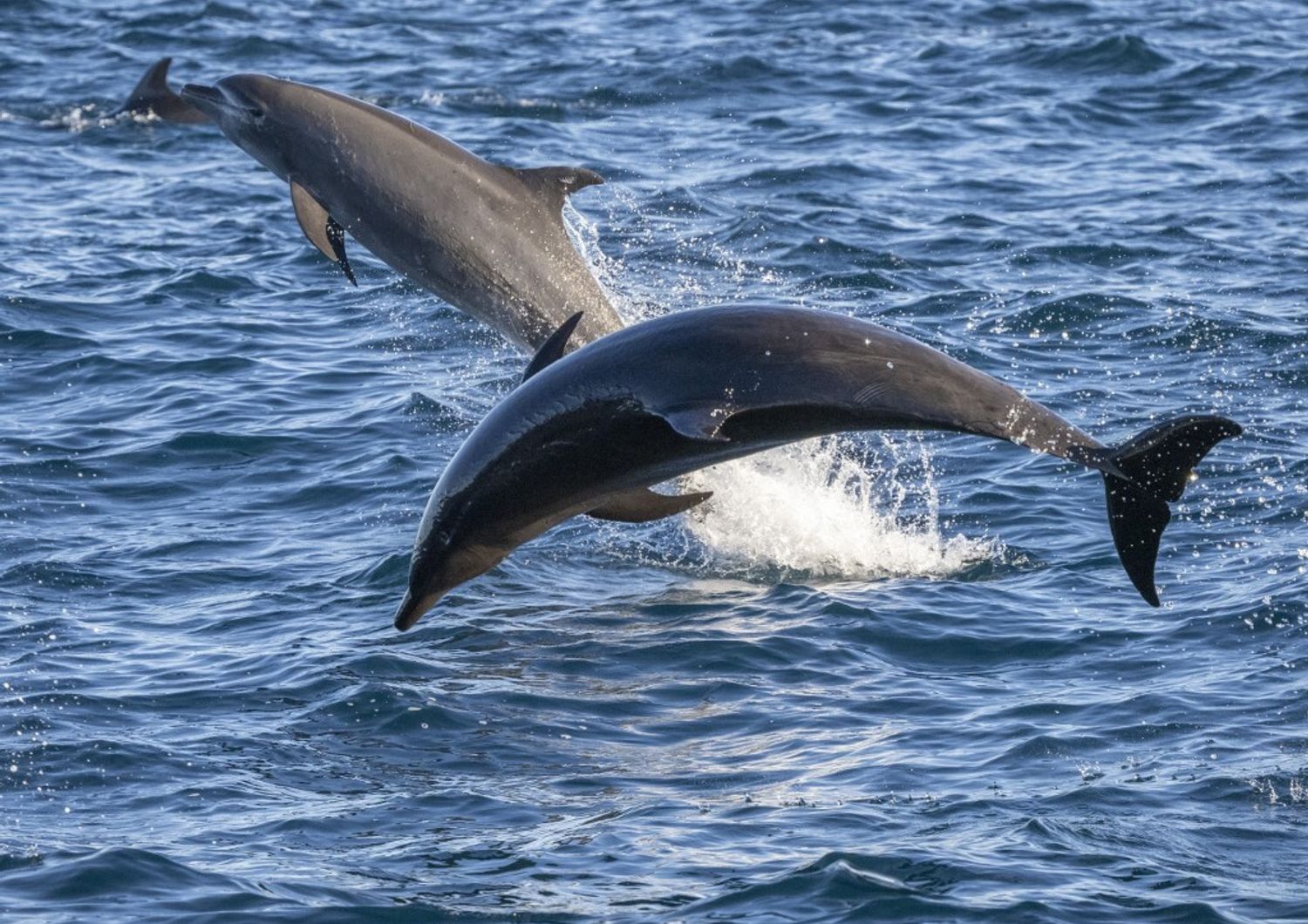 I delfini hanno il sesto senso, sentono l'elettricità