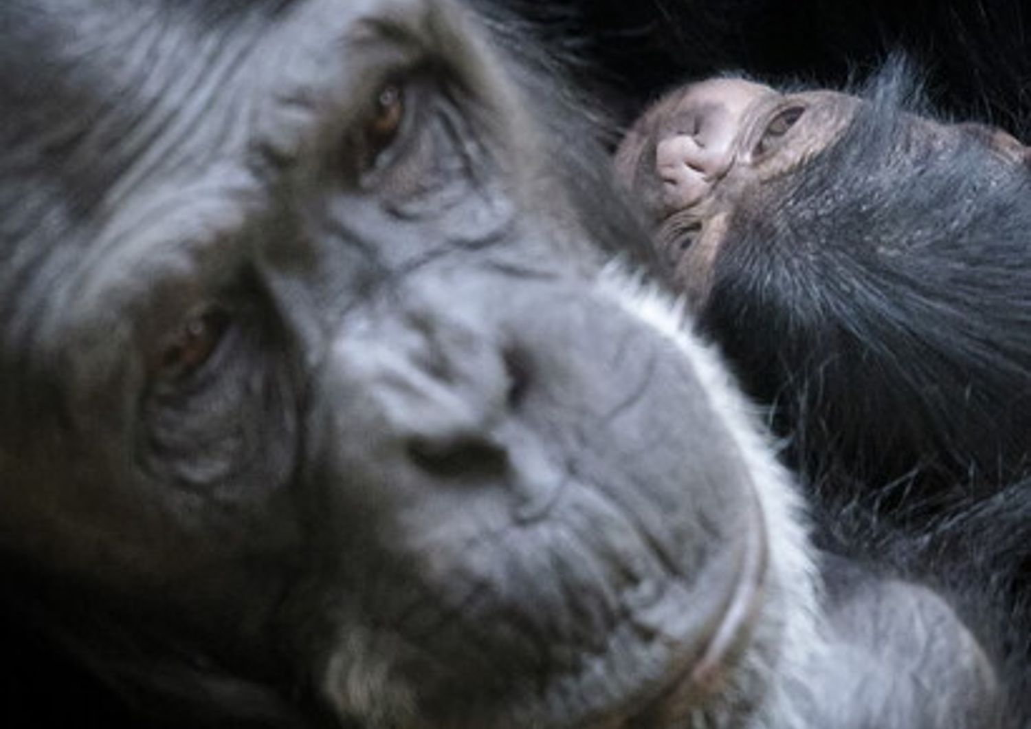 Il più grande primate si è estinto per il caldo