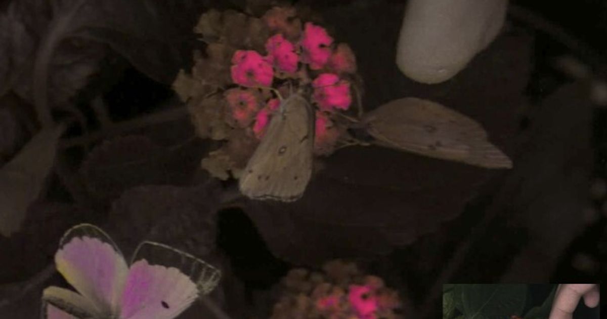 Nuovo set di videocamere mostra il mondo a colori visto dagli animali