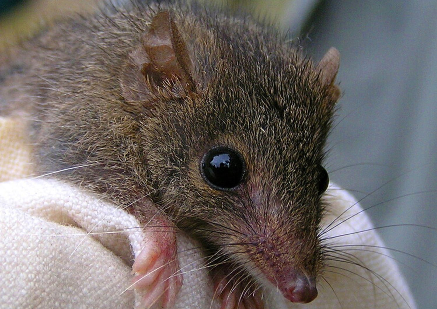 L'antechino australiano rinuncia al sonno per accoppiarsi
