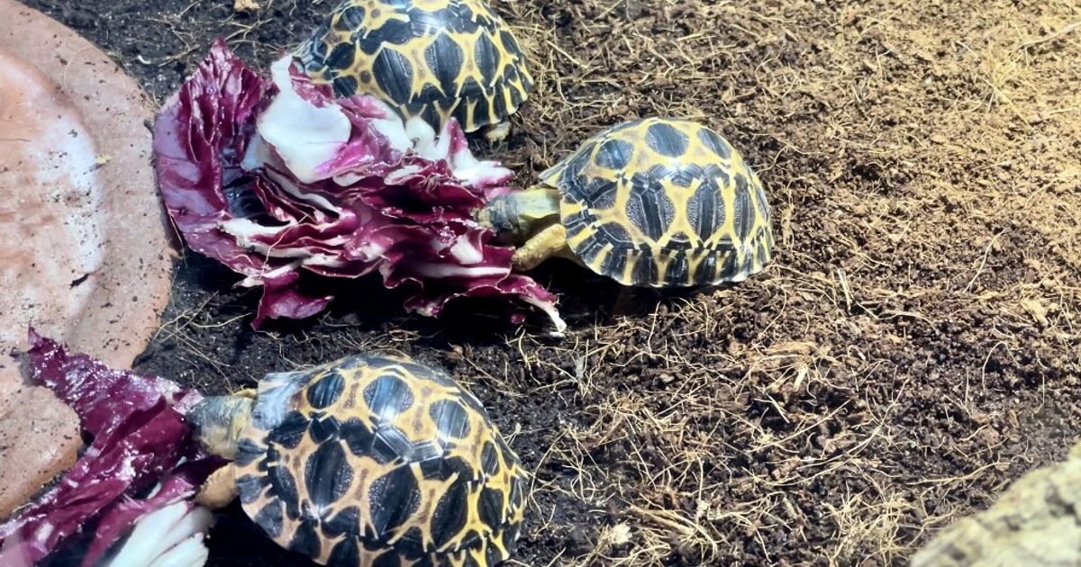 Al Parco Natura Viva si schiudono tre meravigliose testuggini stellari
