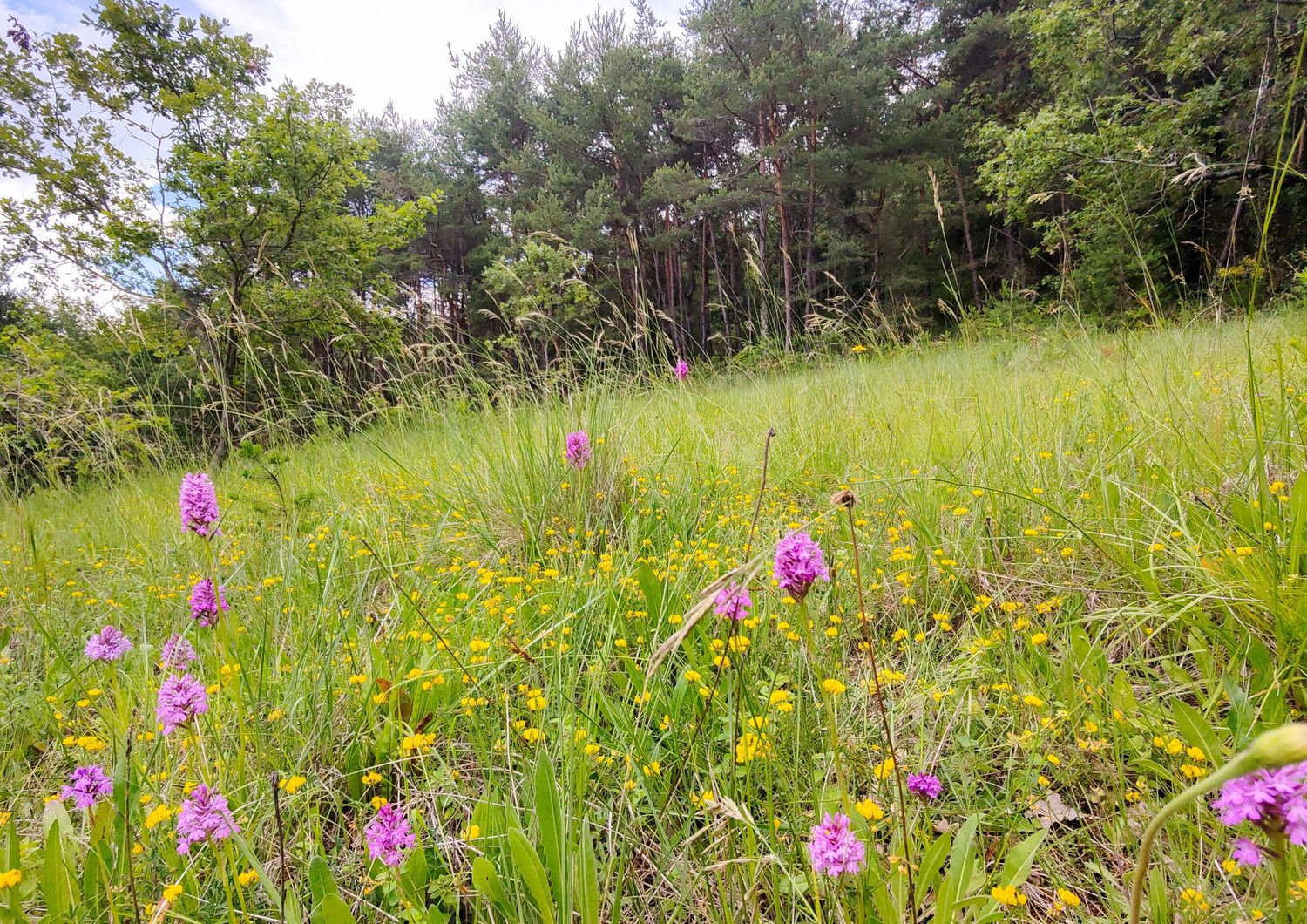 Scoperti gli impollinatori delle orchidee più piccole del mondo