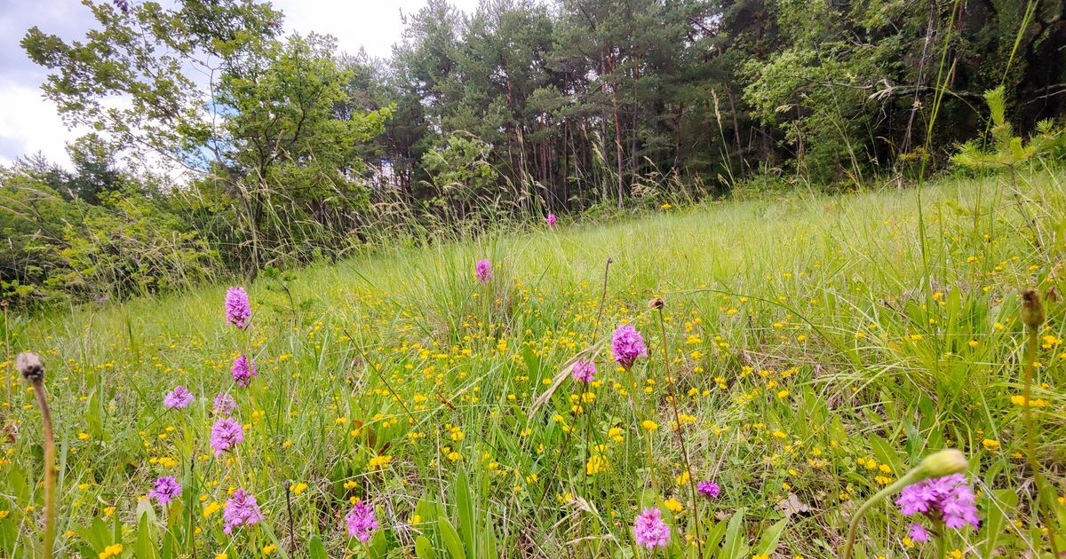 Scoperti gli impollinatori delle orchidee più piccole del mondo