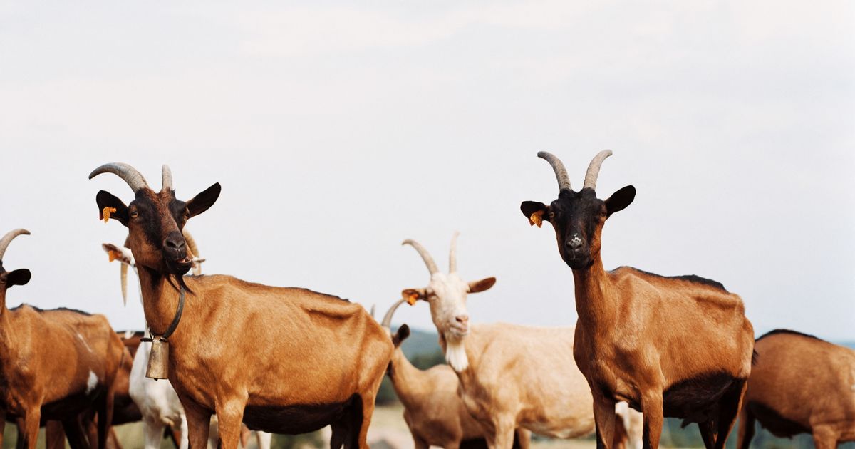 Le capre selvatiche hanno invaso l'isola di Alicudi