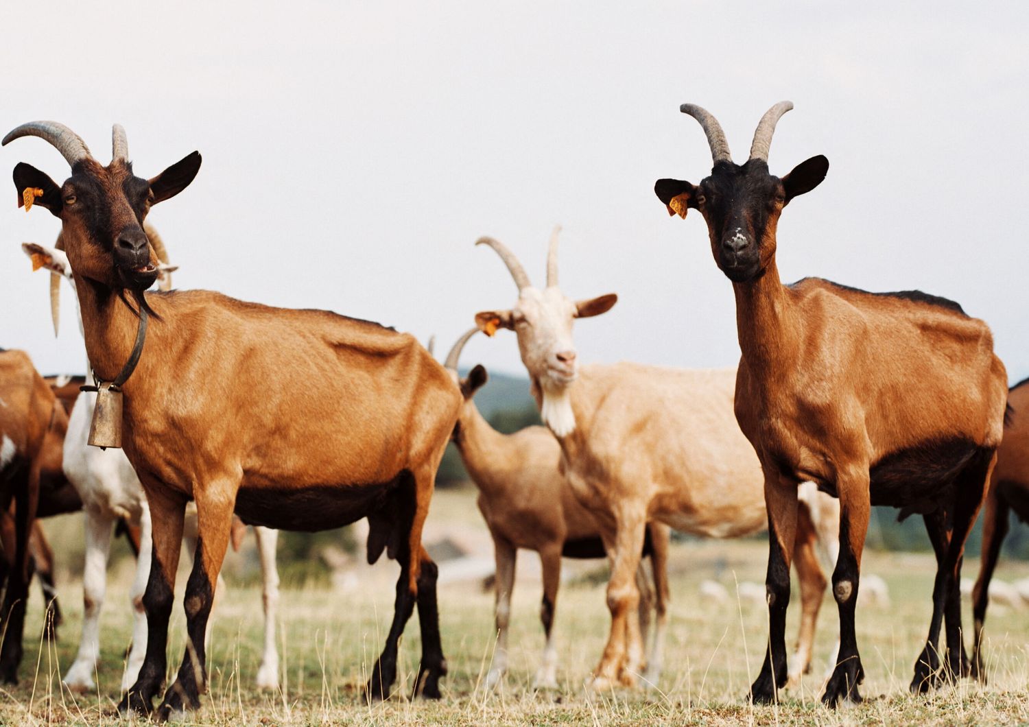 Le capre selvatiche hanno invaso l'isola di Alicudi
