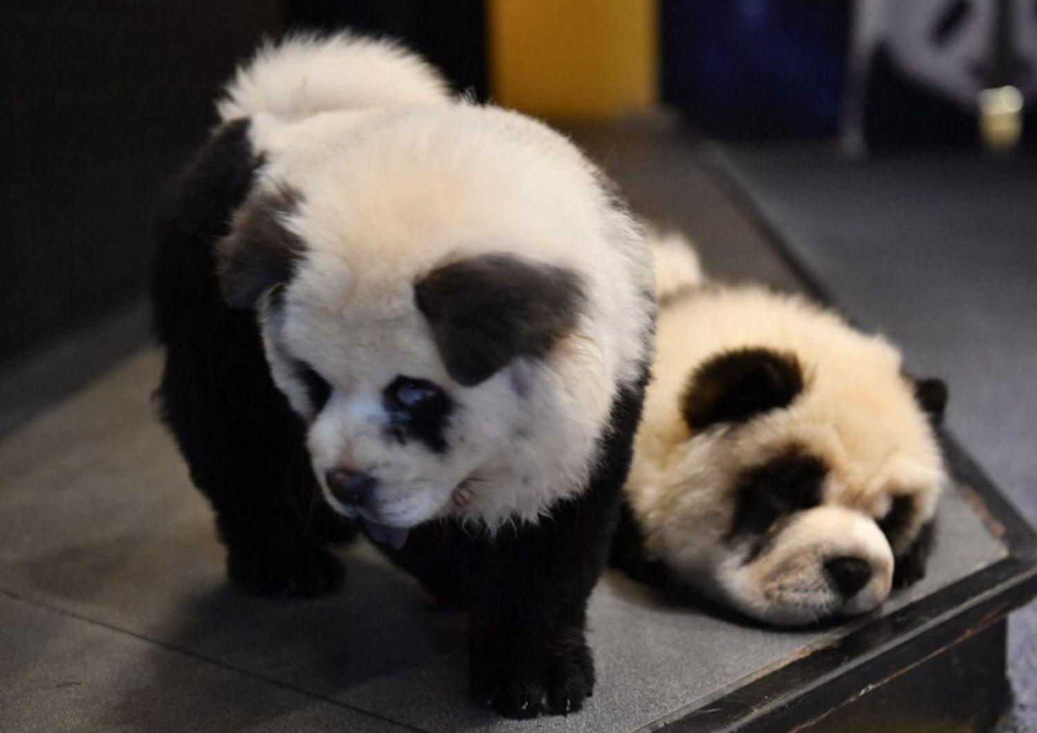 In Cina un cane panda. In realtà è un chow-chow con la pelliccia tinta