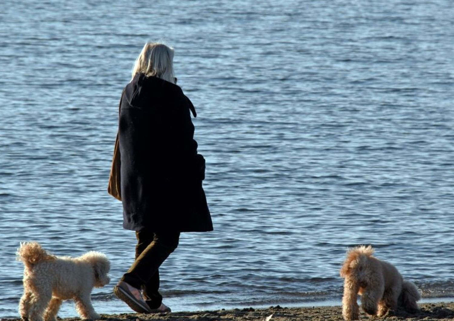 Scotch sul muso del cane, coppia condannata a un anno
