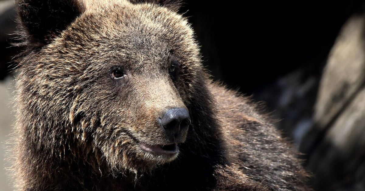 La storia a lieto fine dell'orso Kuma, curato al Bioparco e restituito ...